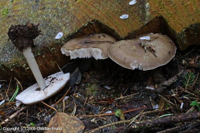 MycoDB : Fiche de Pluteus primus