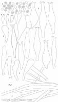 MycoDB : Fiche de Pluteus primus