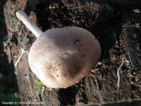 MycoDB : Fiche de Pluteus primus