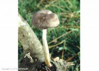 MycoDB : Fiche de Pluteus primus